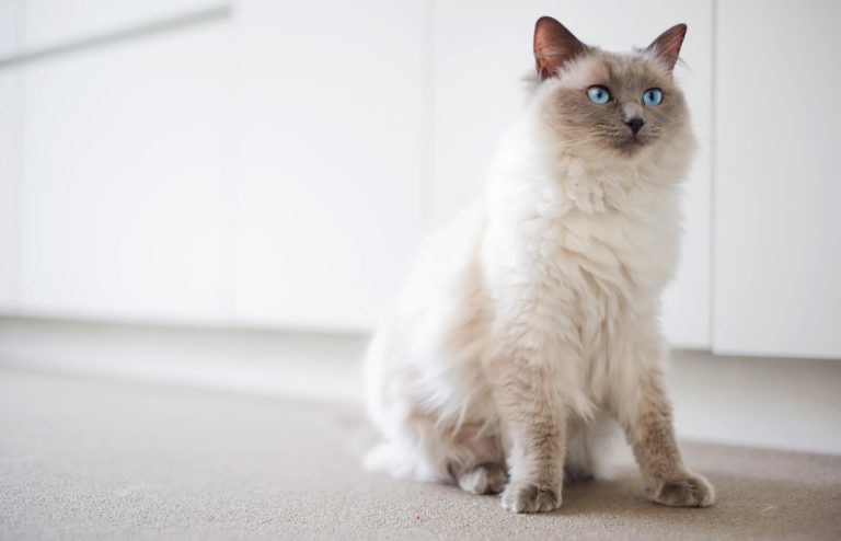 Top 13 Most Popular Cat Breeds In Australia - Delicate Care