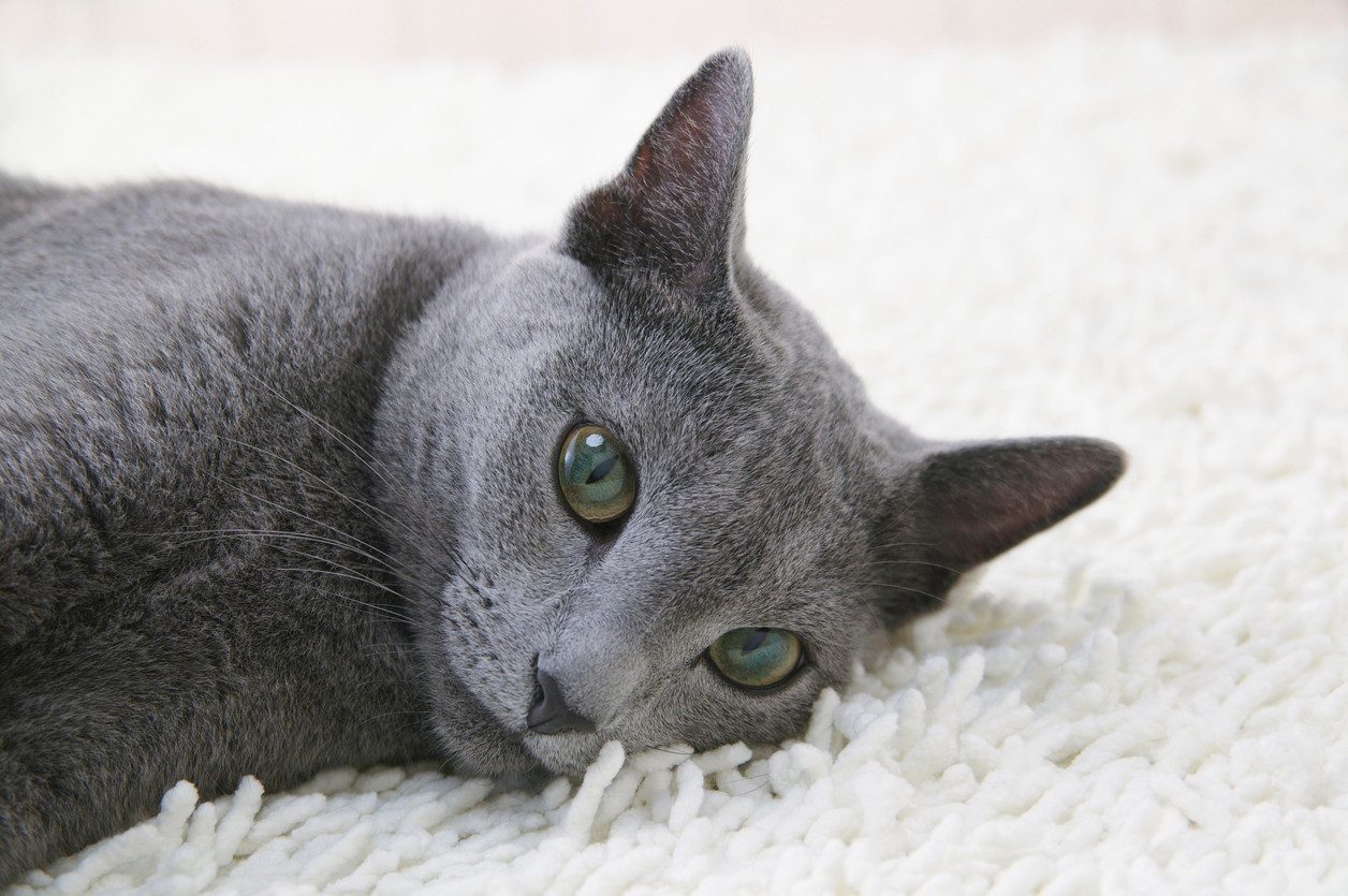 Top 13 Most Popular Cat Breeds In Australia - Delicate Care