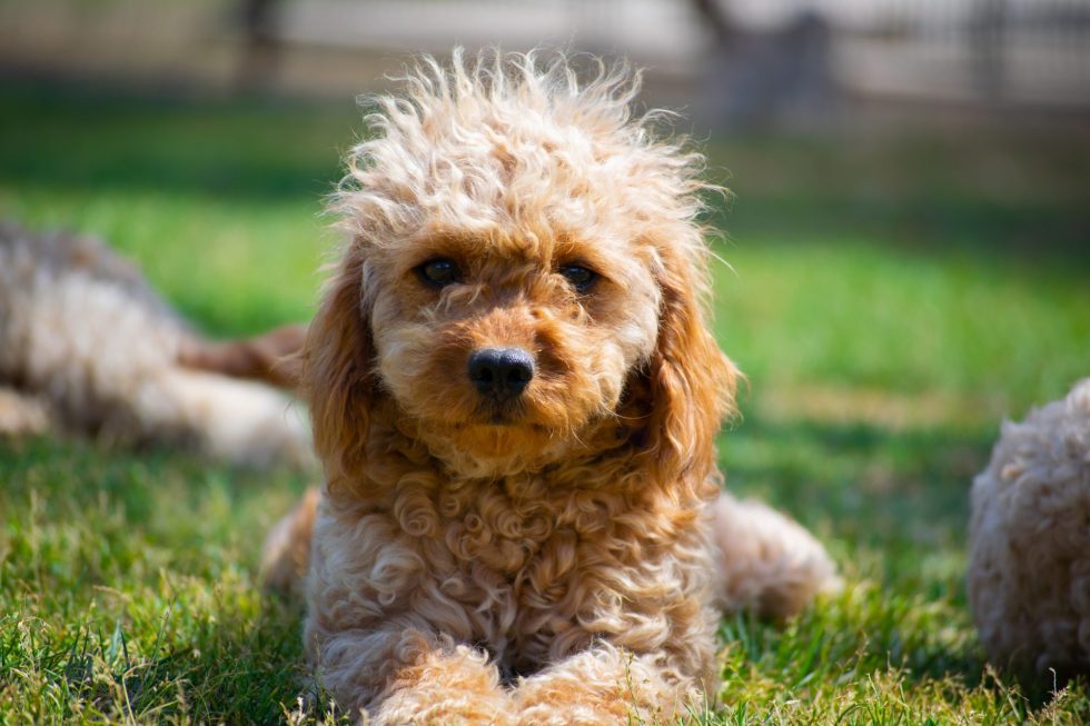 Cavoodle Owners Guide Australia - Delicate Care